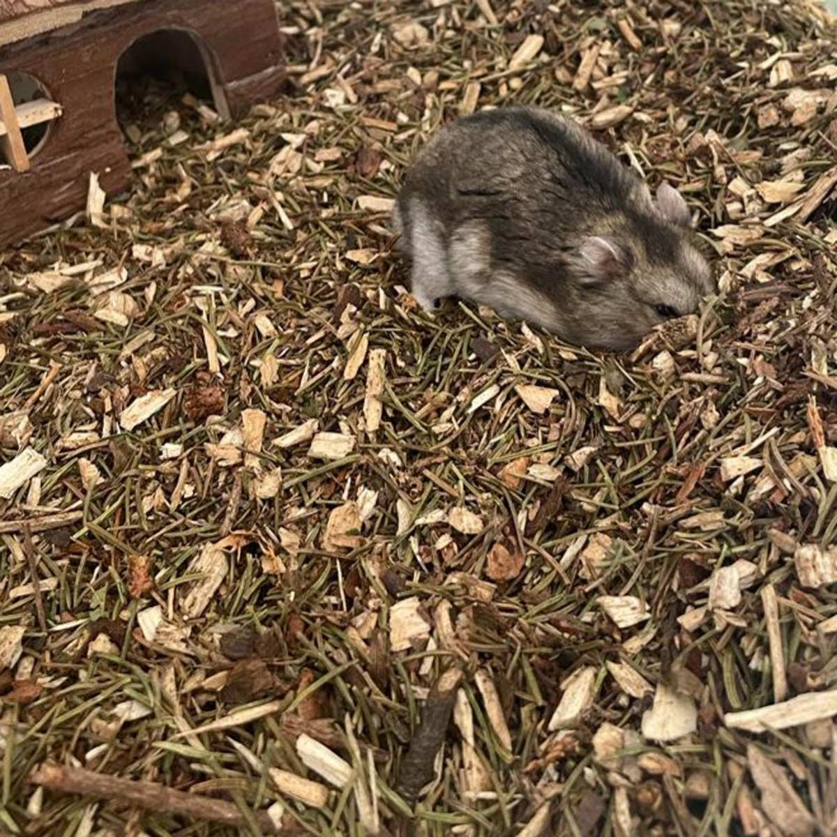 Waldboden Einstreu, Waldeinstreu, 100 Liter, Waldbodeneinstreu ...
